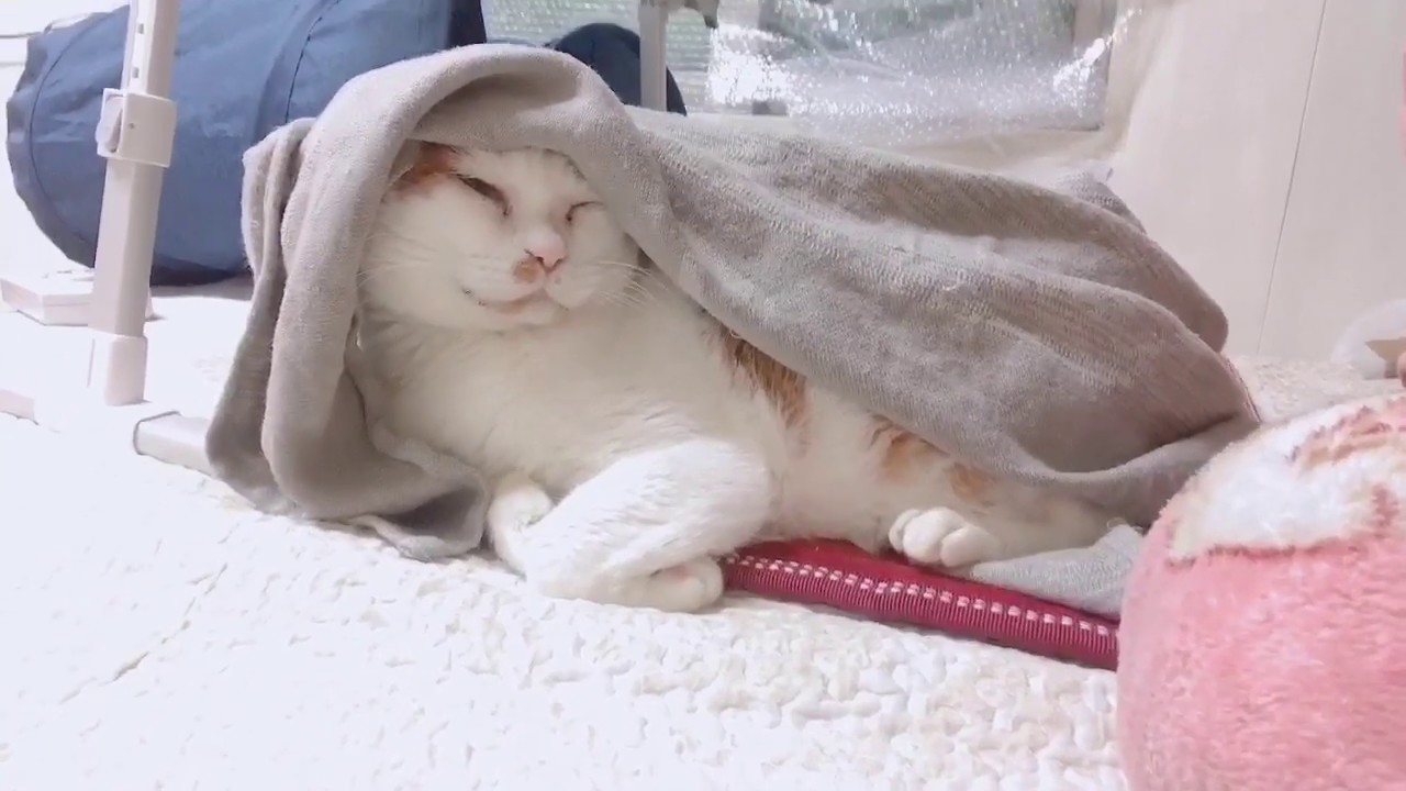 The Healing Kitty Of My Life - YouTube