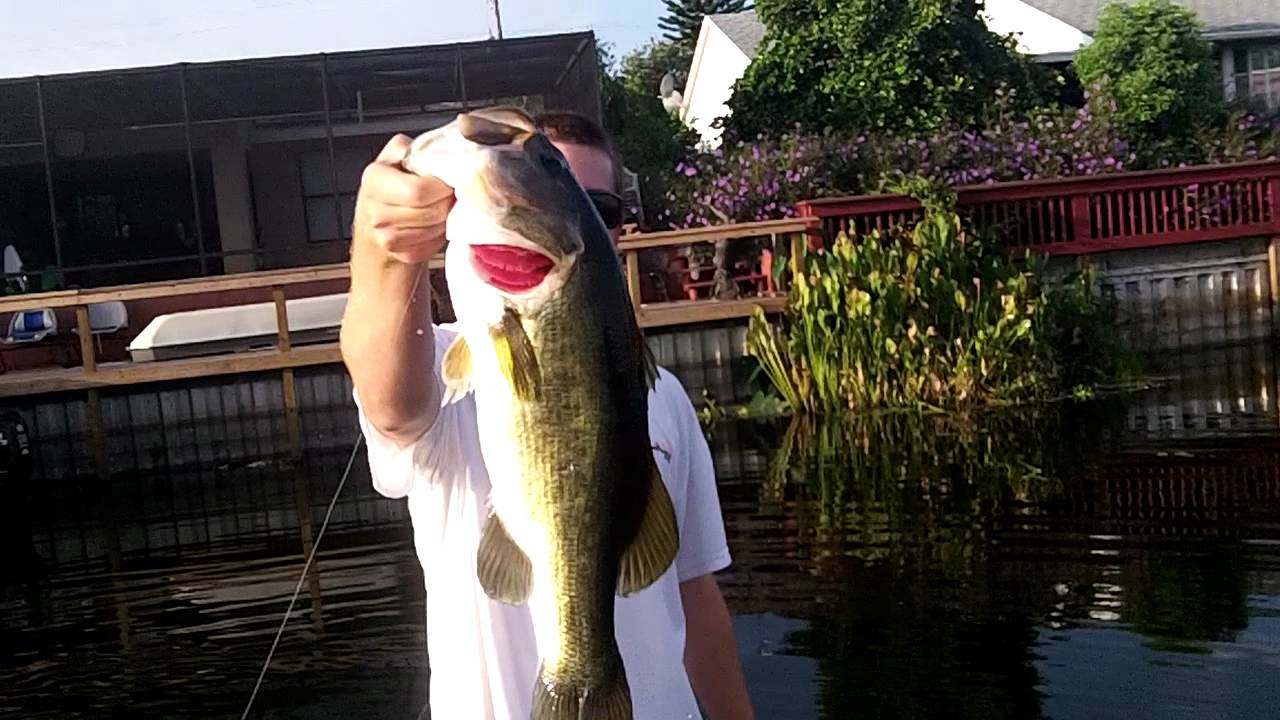Catching big bass out of small canals - YouTube