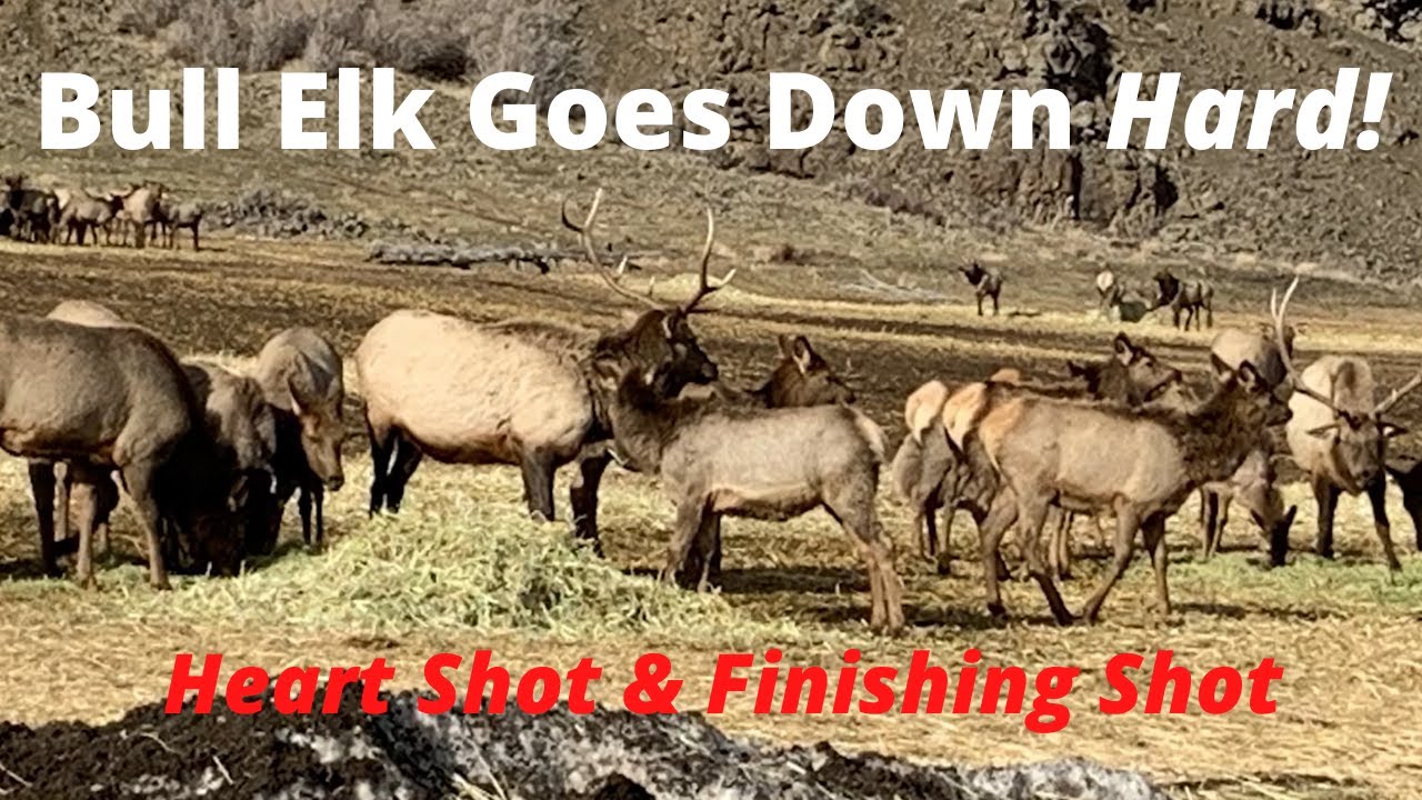 Elk Hunt, Spike Bull Elk goes down! #elkhunting #riflehunting - YouTube