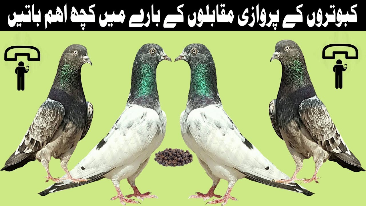 Important Discussion about Pigeons Flying Competitions - YouTube