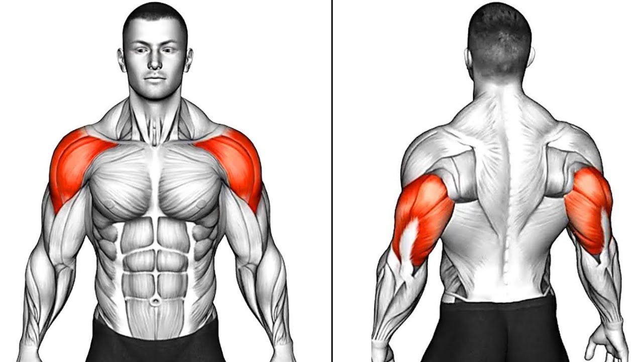 Shoulder and Triceps: 7 Best Exercises to Get Wider - YouTube