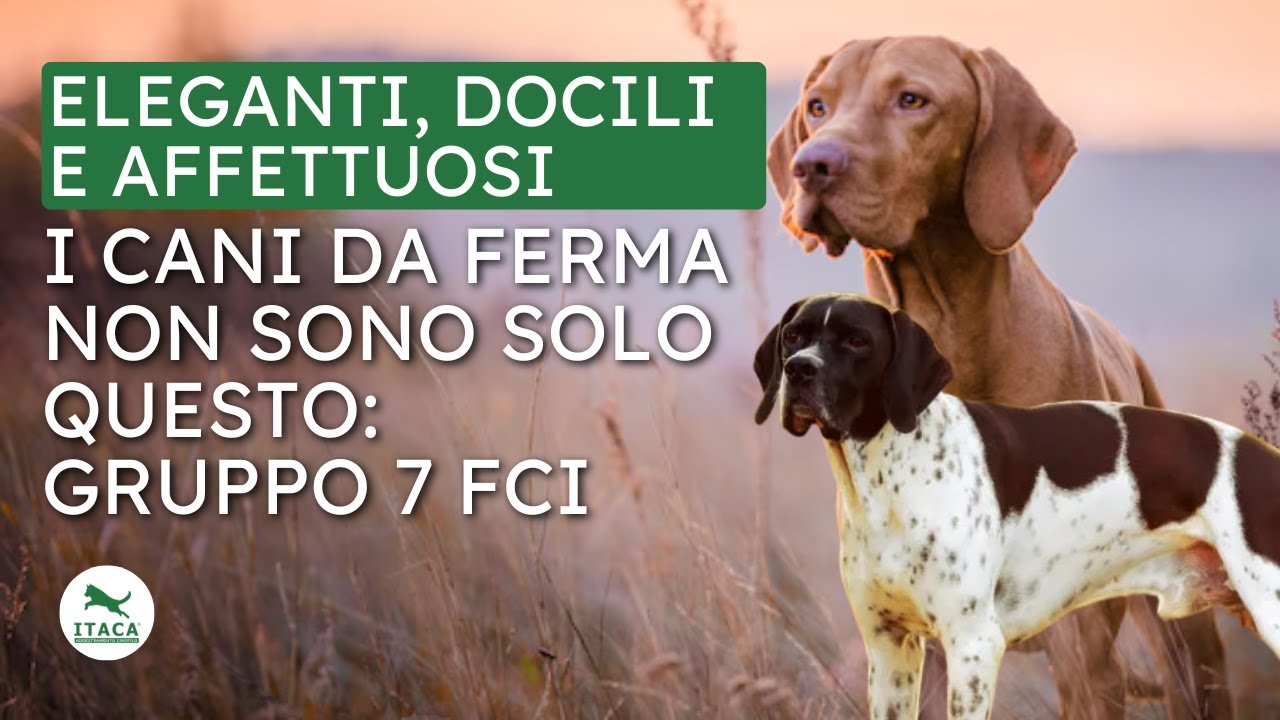 Cani da ferma: meravigliosi… ma NON per tutti | Gruppo 7 FCI - YouTube