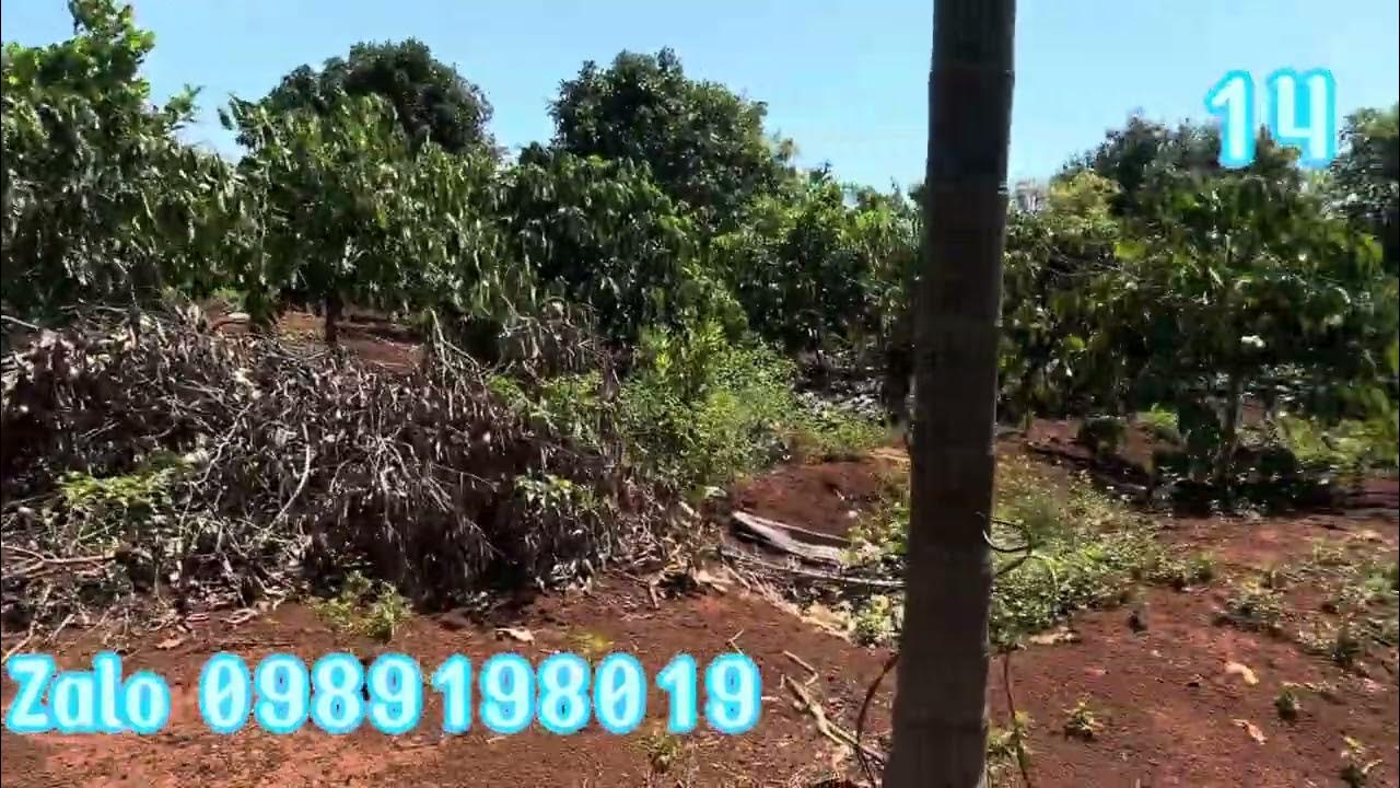 Dt 6ha , xã ia tôr , H chưprong gia lai , 5000ngàn cây Cafe kinh doanh , ca sầu riêng 400 - YouTube