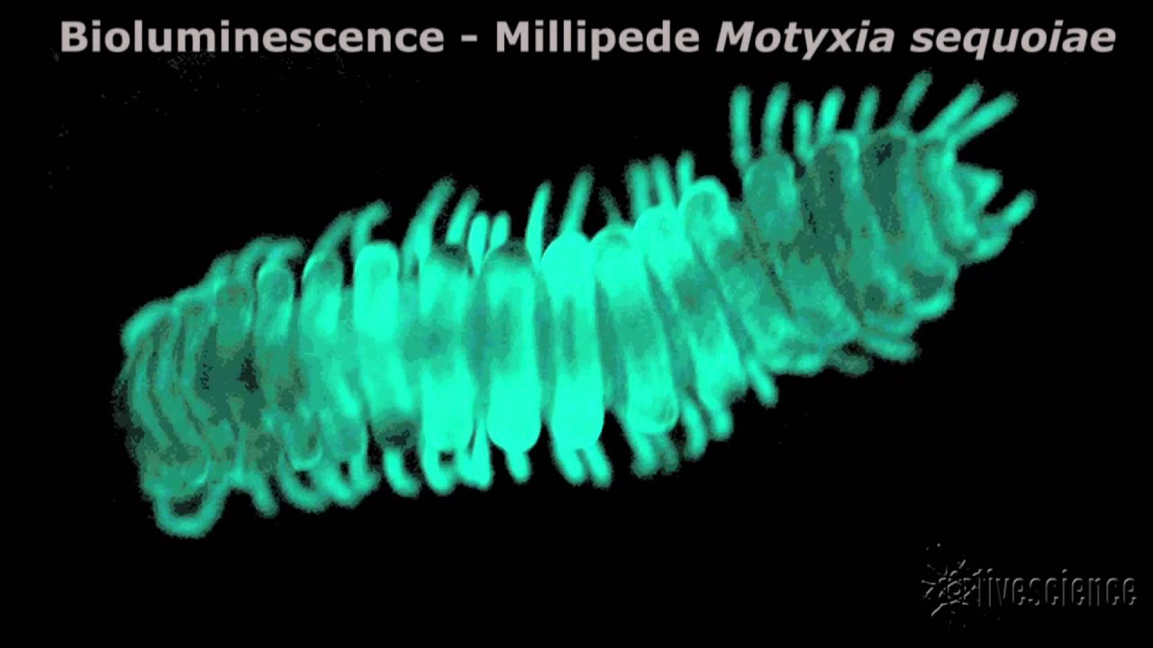 Bioluminescent Millepedes Shine At Sequoia National Park | Video - YouTube
