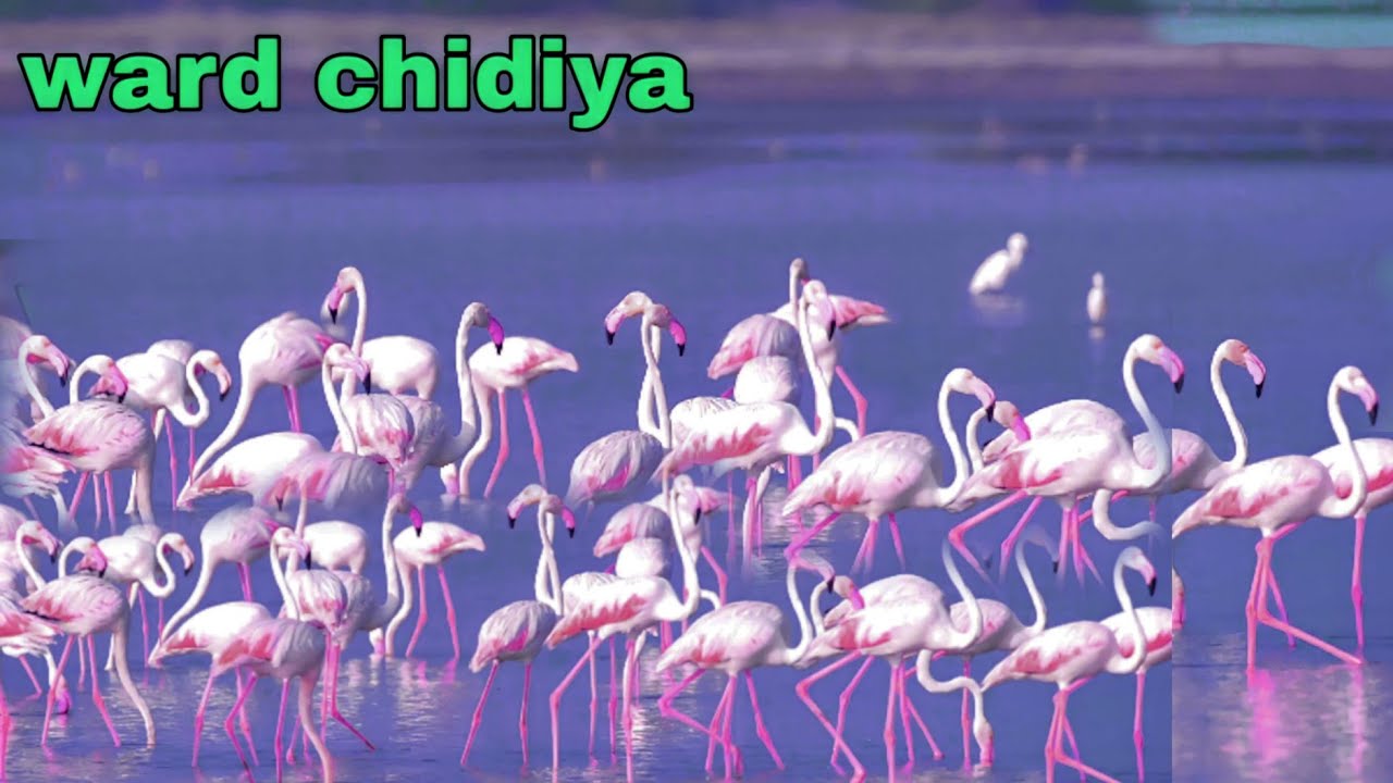 #NEWBREEDING BARD CHIDIYA #SAMUNDR KEKINARE😃 #bard chidiya #bard ...