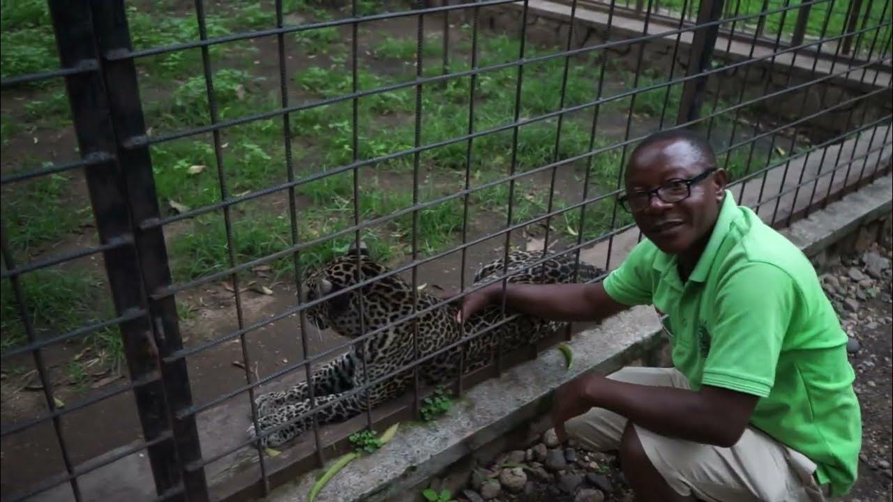 Visit Burundi, Leopard, Zoo du Musée Vivant, Bujumbura, 2022, by HabariSalam, Léopard - YouTube