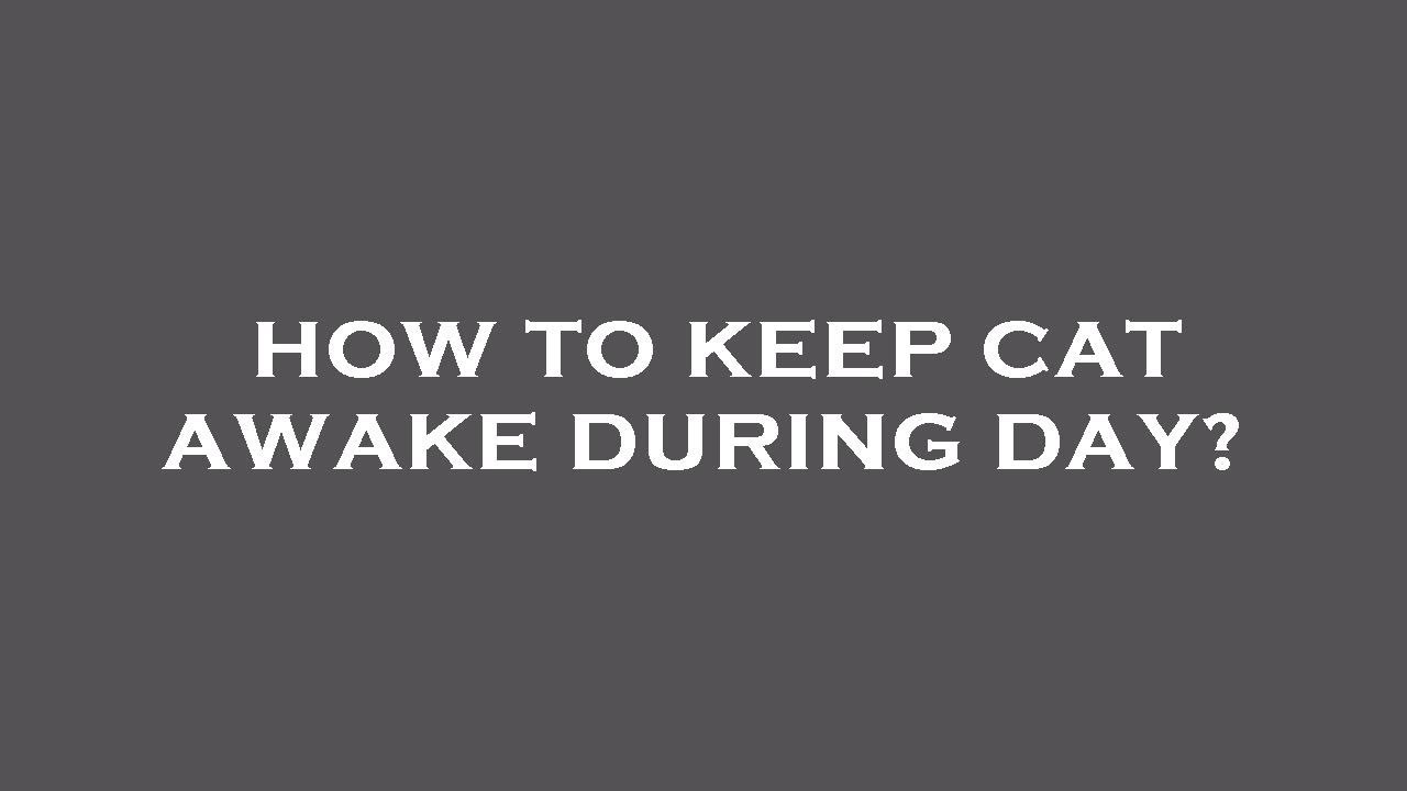 How to keep cat awake during day? - YouTube
