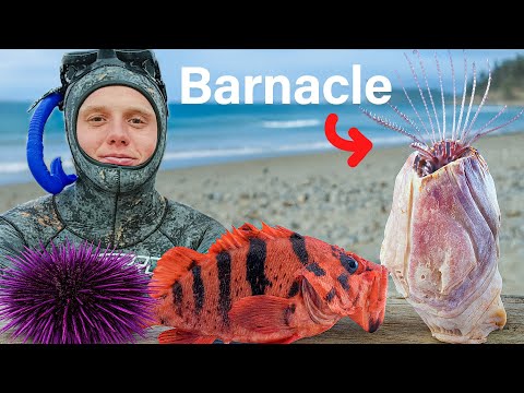 I Went Diving For Exotic Seafood | Catch & Cook