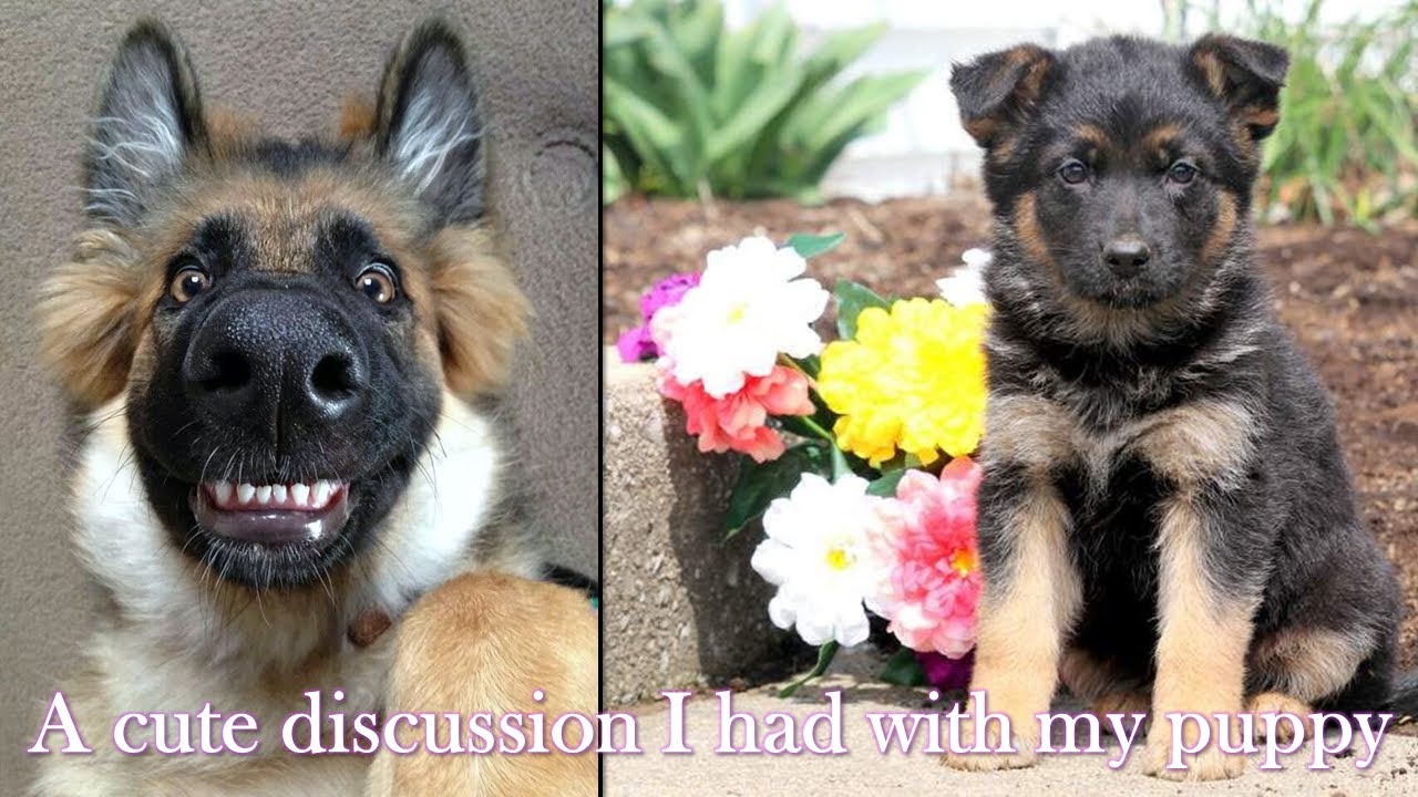 A cute moment and cute discussion with my puppy - Playing with Toby ...