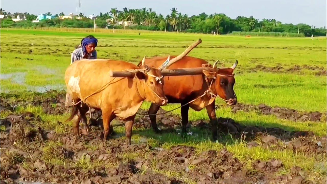 bull ploughing video | bullock ploughing video | bull ploughing the ...