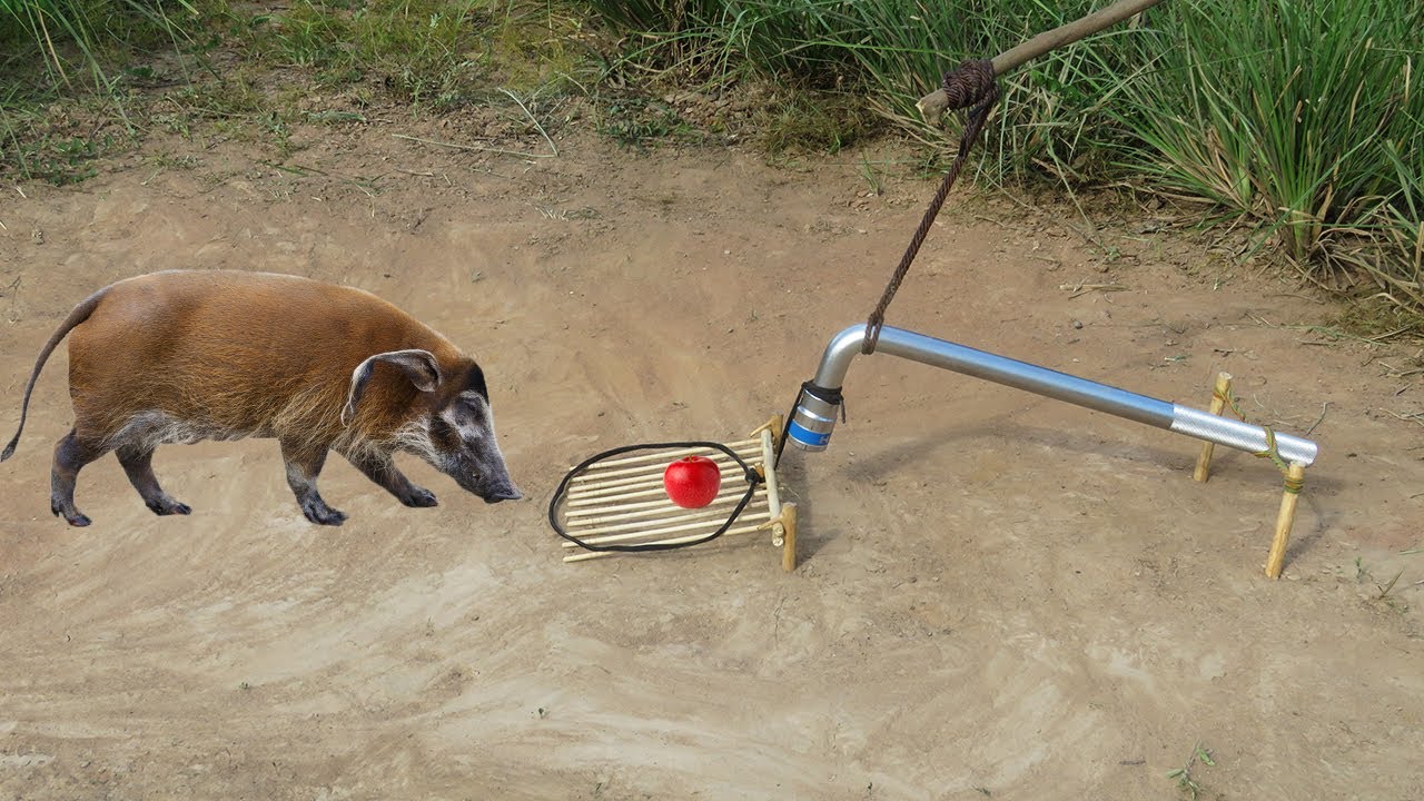 Amazing Quick Wild Pig Trap Using Creative Snare Trap - YouTube