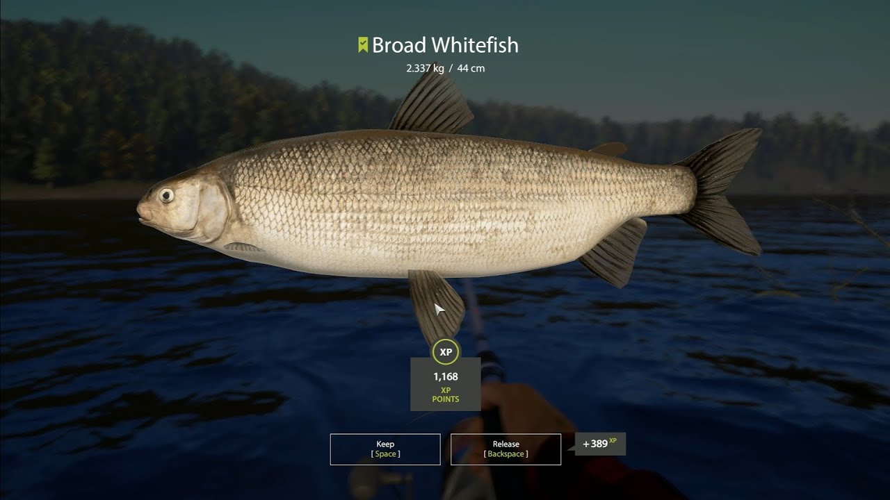 Russian Fishing 4 Lower Tunguska River Broad Whitefish/East Siberian ...