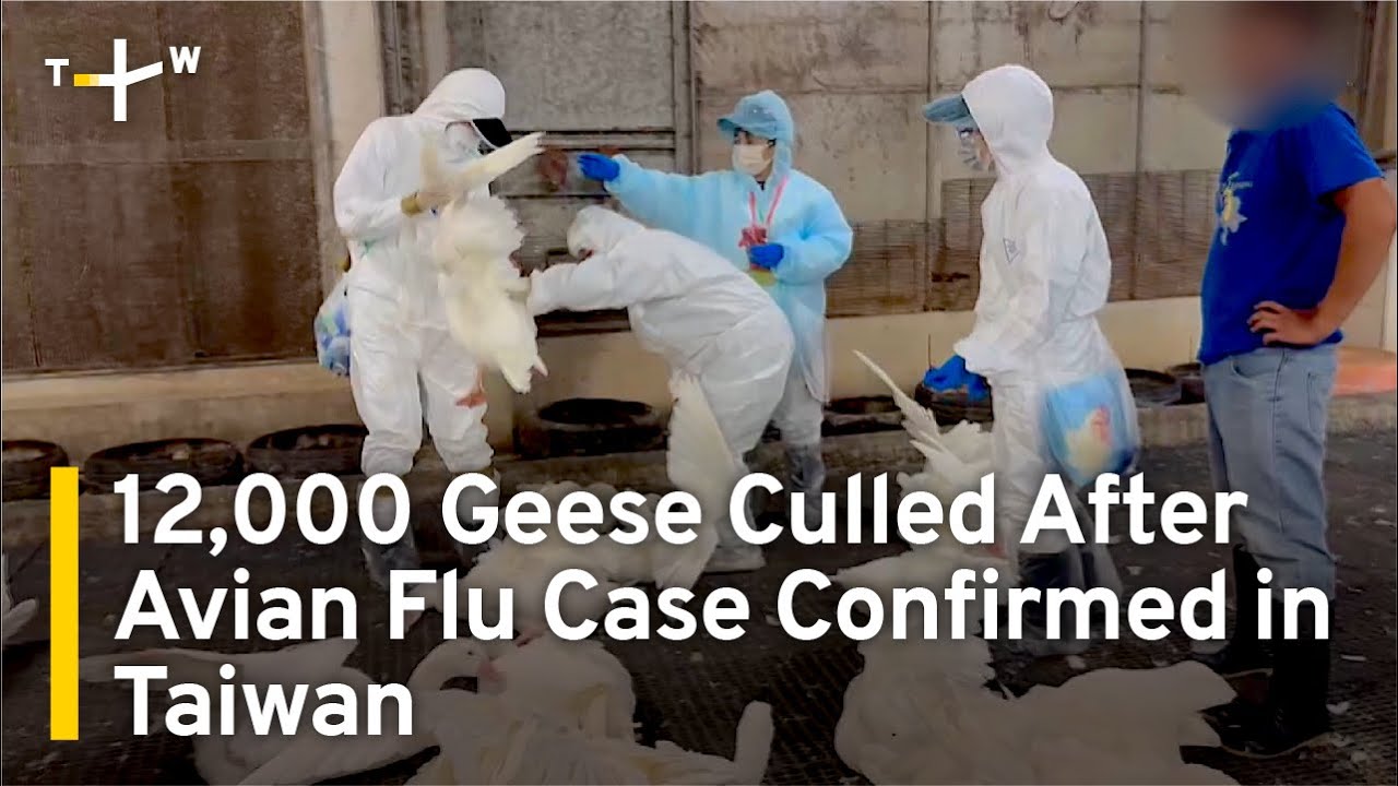 12,000 Geese Culled After Avian Flu Case Confirmed in Southern Taiwan ...