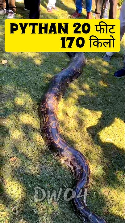 PYTHON 20FT/ 170 KG 😱 IN JIMCORBETT NATIONAL PARK #wildlife - YouTube