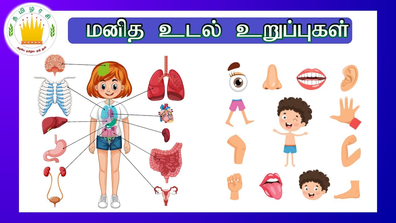 தமிழரசி- மனித உடல் உறுப்புகள்| Learn body parts name in Tamil for kids ...