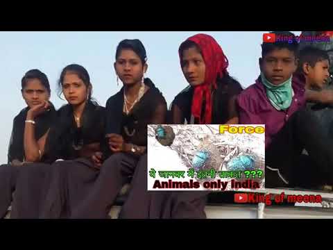 𝐁𝐮𝐝𝐞𝐥 𝐤𝐞 𝐧𝐢𝐰𝐚𝐜𝐢 // आदिवासी मीणा गीत //////////𝐀𝐫𝐣𝐮𝐧 𝐁𝐮𝐣 &&// 𝐀..𝐦 𝐣𝐚𝐚𝐧