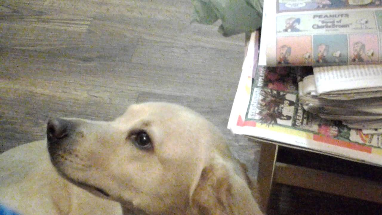 Video de perro - YouTube