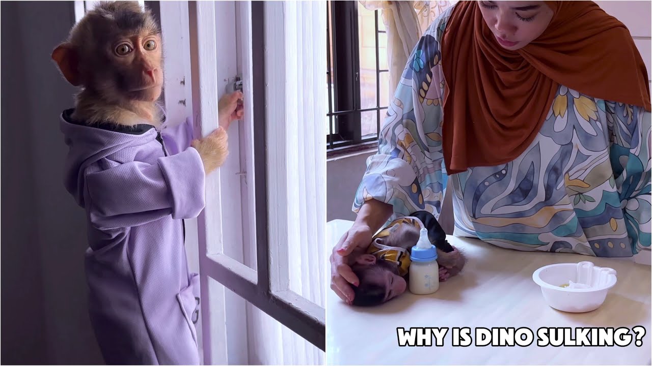 Mom is overwhelmed taking care of Baby Monkey Dino who doesn't want to ...