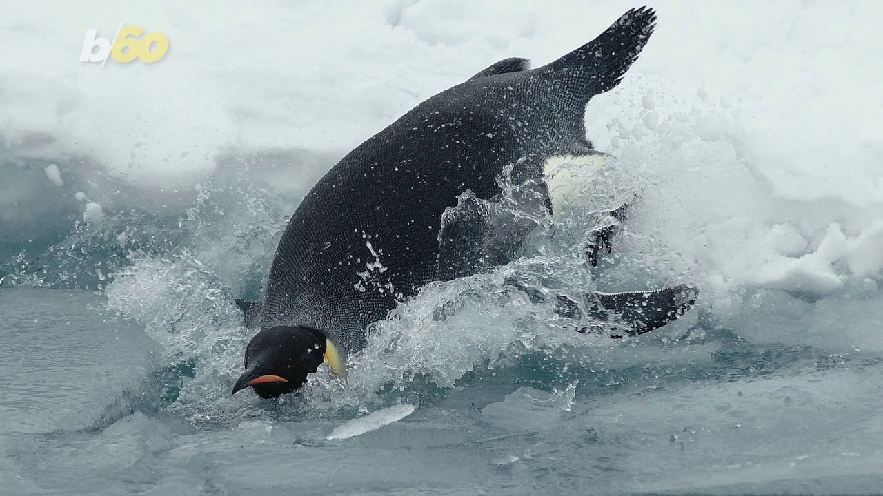 Emperor Penguin Baby Swimming
