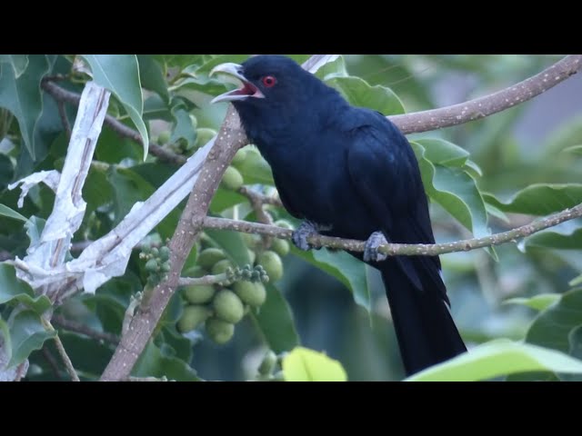 Youtube Sounds Of Cuckoo Bird
