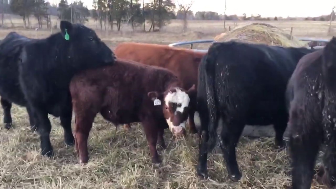 WINTER BALE GRAZING - Winter Feeding Hay and Water - YouTube
