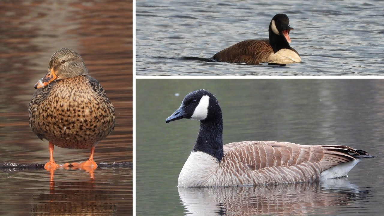 Happy Canada Geese Honking - Mallard Ducks - Hooded Mergansers enjoying ...