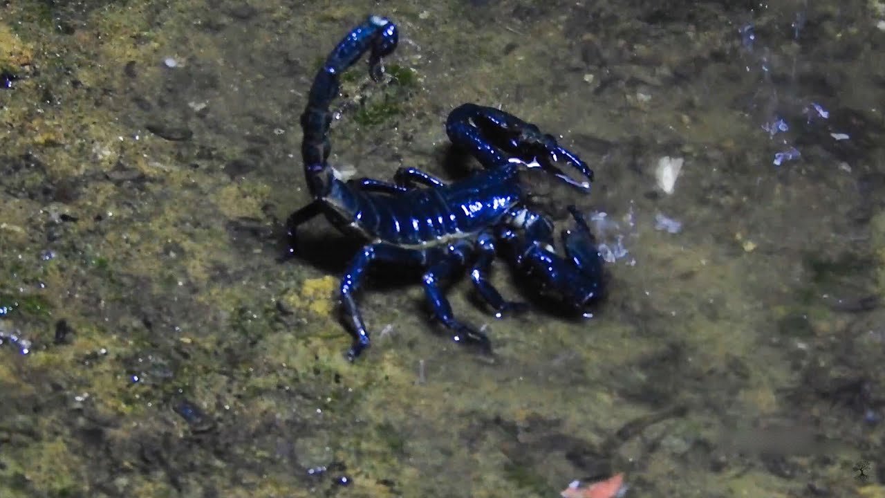 Scorpion Playing With Rain Water - YouTube