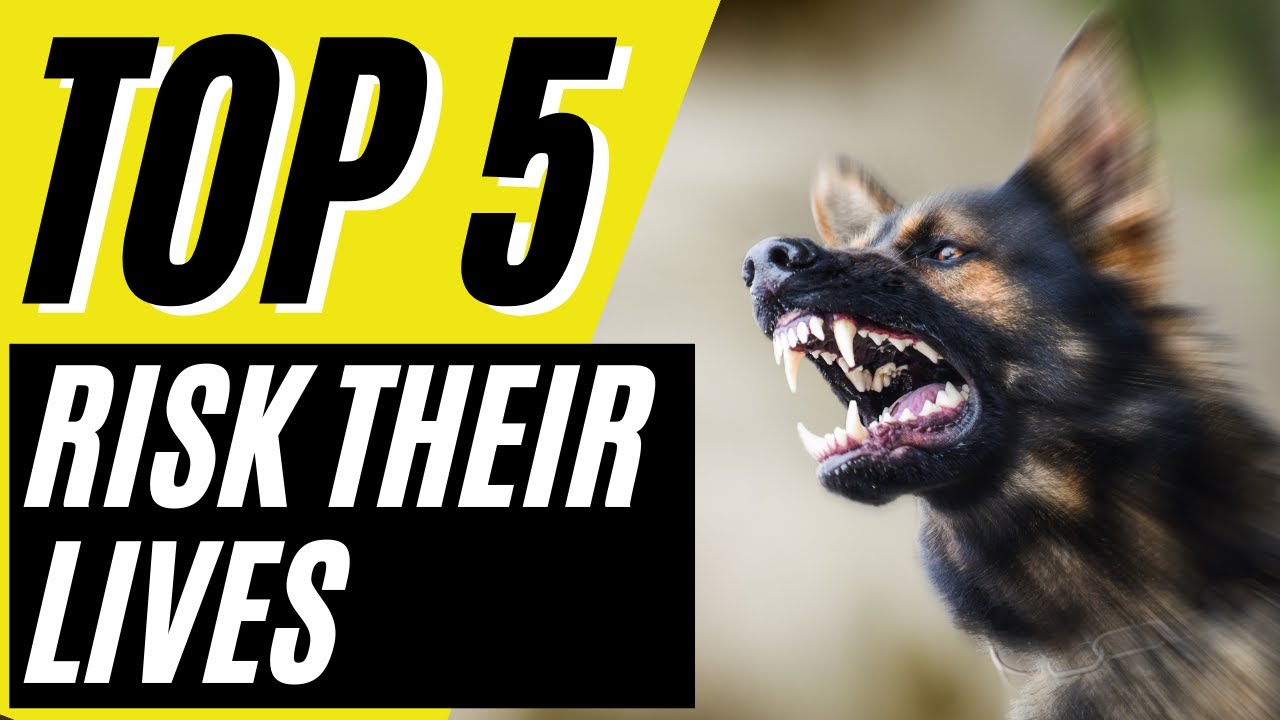 5 Dog Breeds That Will RISK Their Own Lives to Save Yours - YouTube