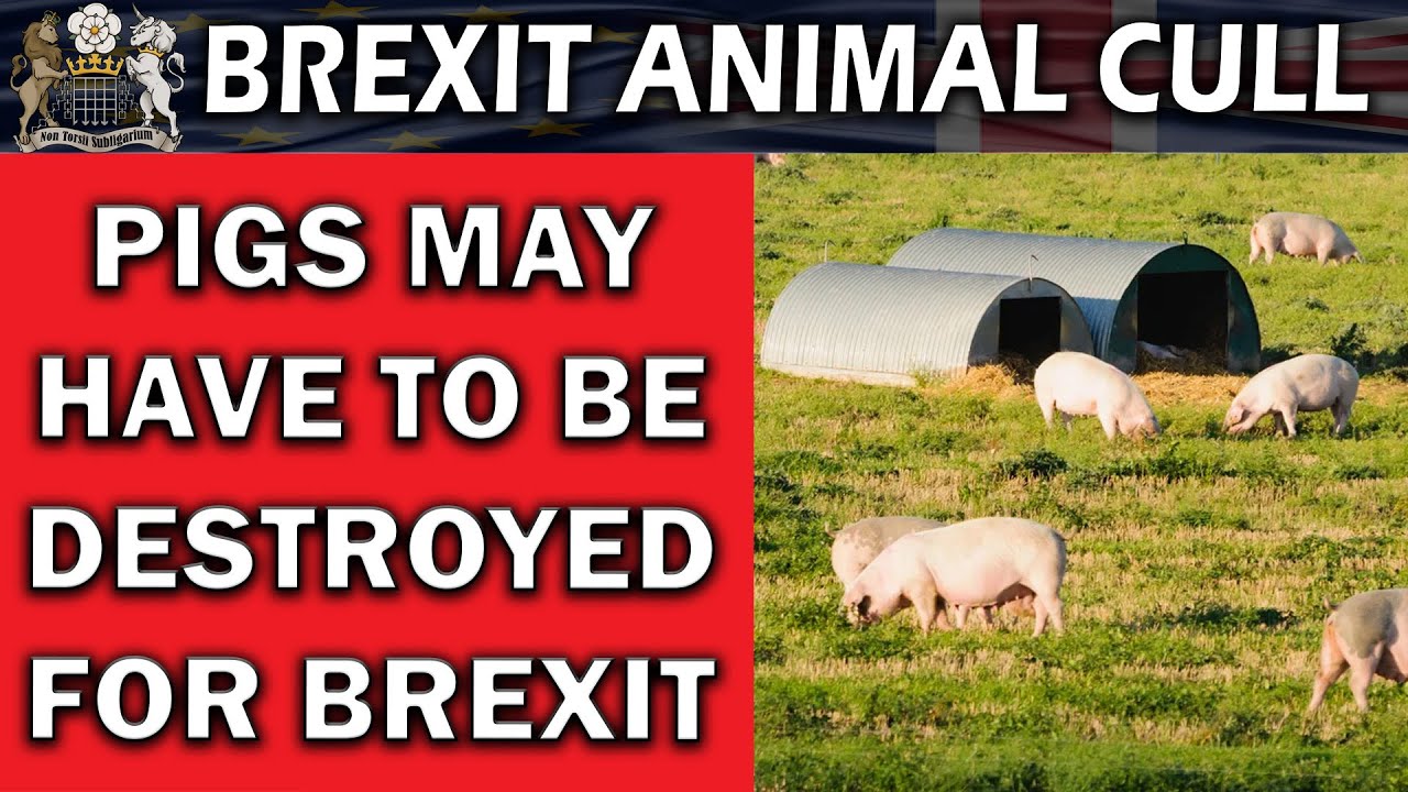 Brexit Pig Cull Due to Shortages - YouTube