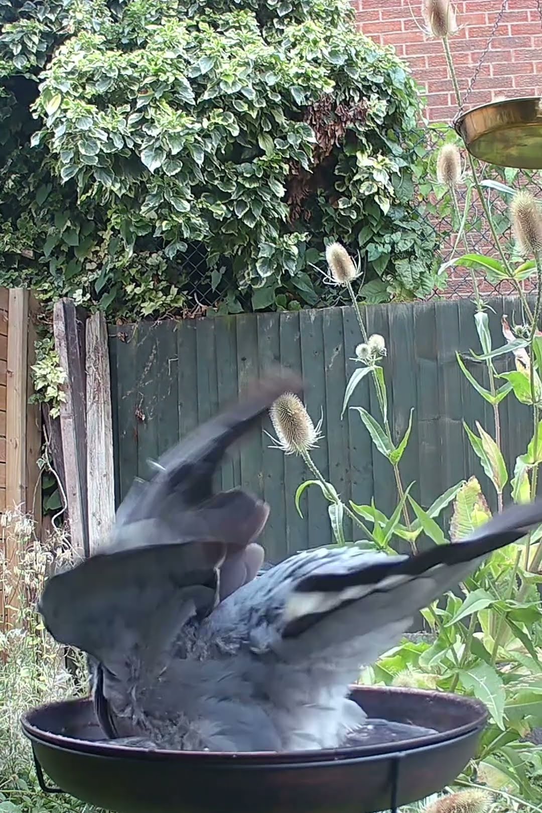 Pigeon taking a dip in the bird bath #pigeon #birdbath #birds - YouTube