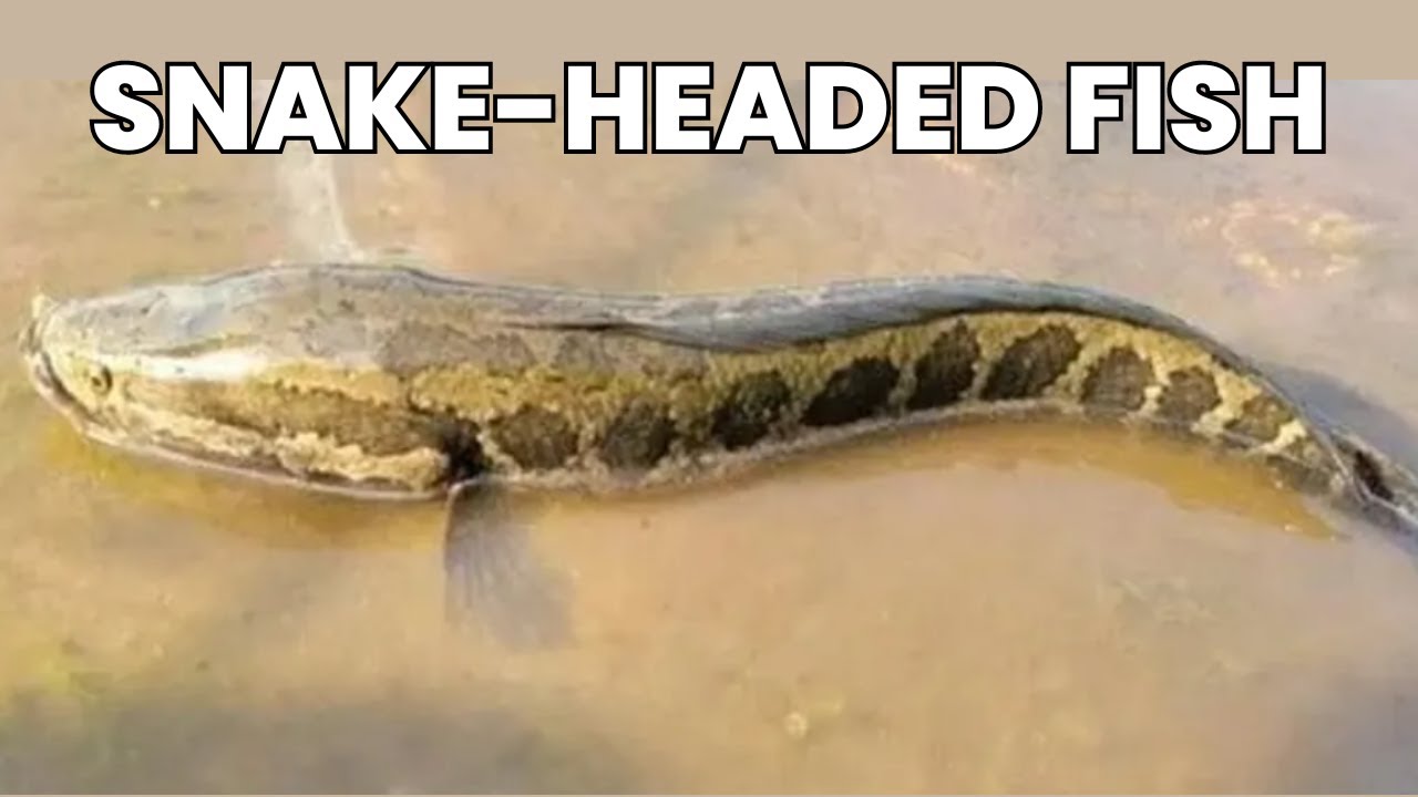 Snake-Headed Fish That Can Breathe Air And Slither On Land - YouTube