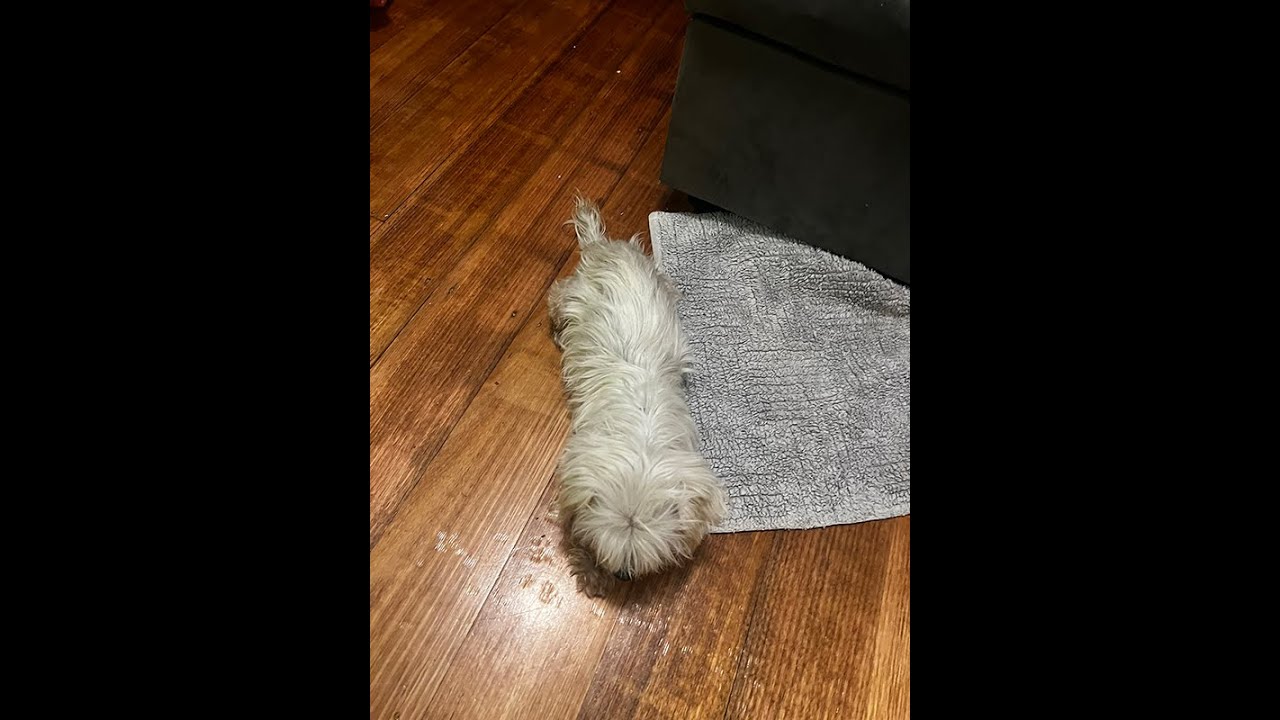 Lucky looking adorable and fluffy. Lucky has passed. More videos of his ...