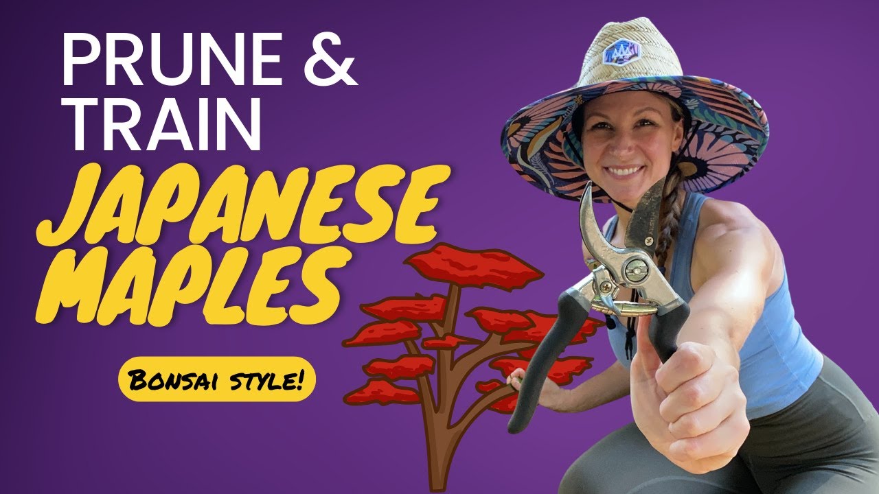 How To Prune and Train A Japanese Maple (Bonsai Style) - YouTube