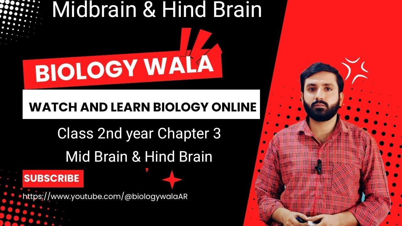 midbrain and hindbrain class 12 | parts of brain and its functions ...