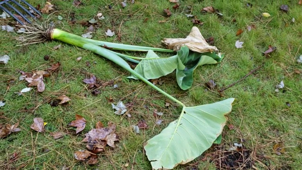 Malanga Planta Malanga