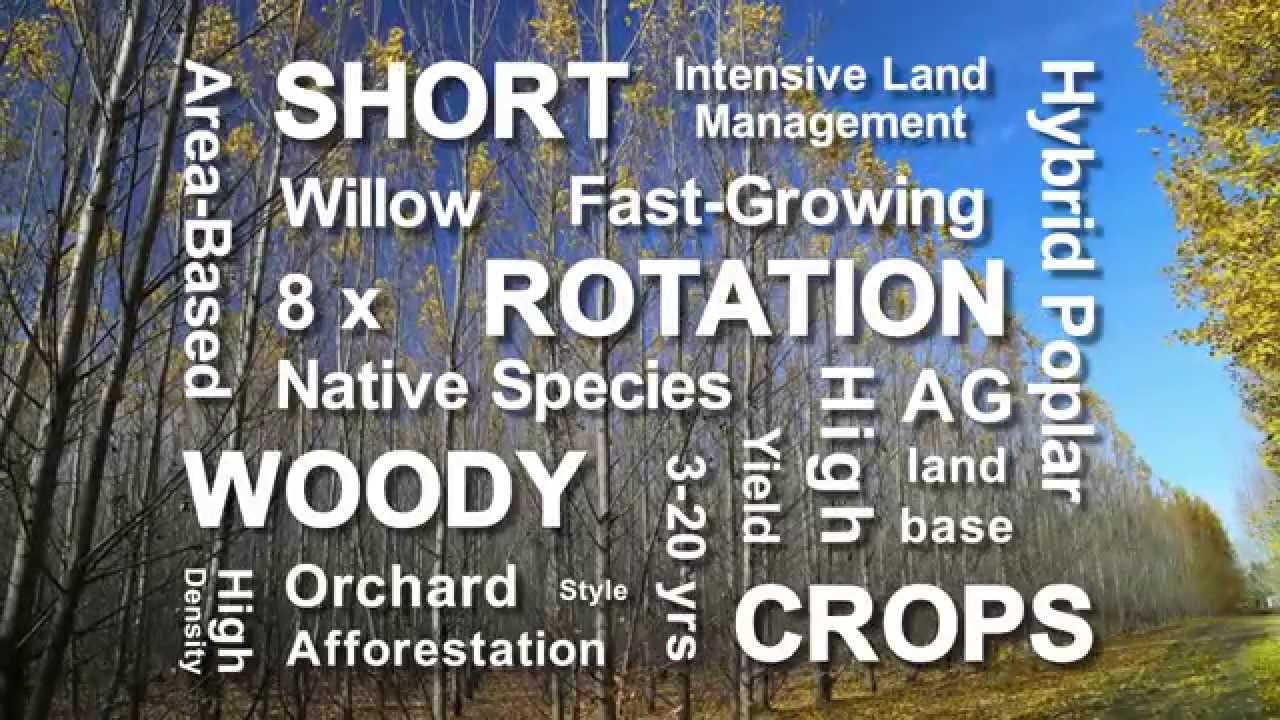Short Rotation Woody Crops Defined - YouTube