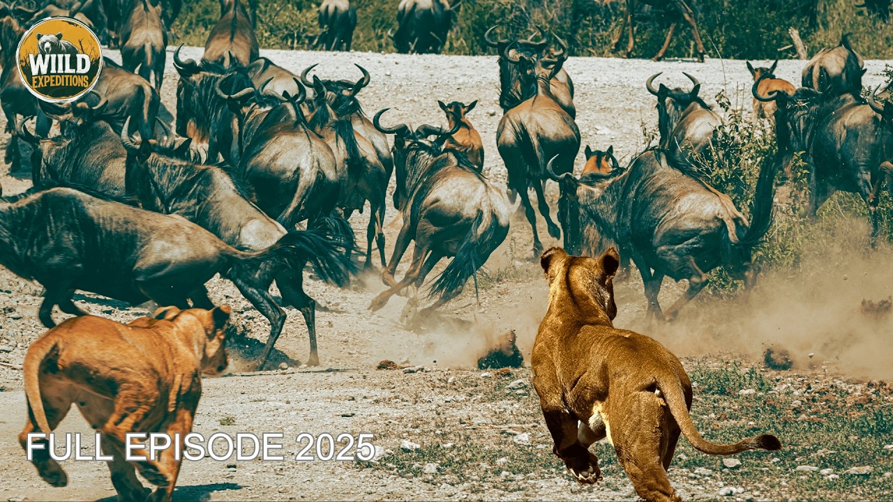WILD OKAVANGO | THE SURVIVAL STRUGGLES OF WILDLIFE IN AFRICA’S LAST ...