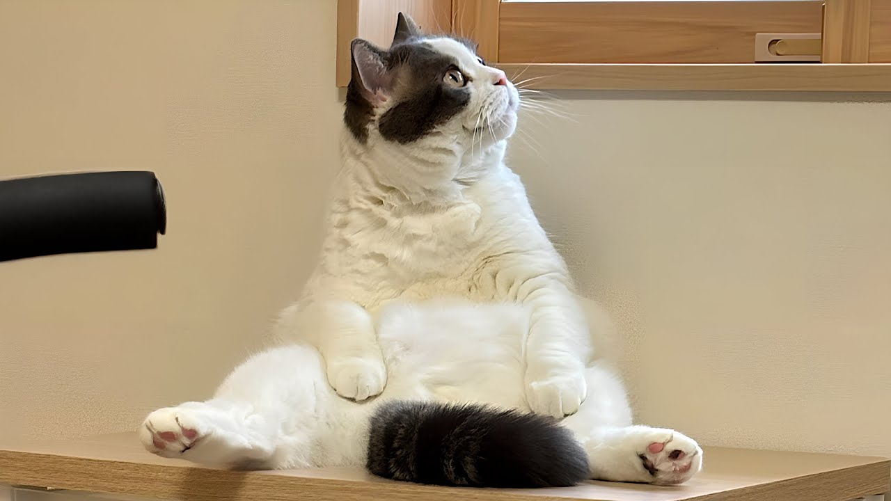 【Angel#338】今年もたまちゃんは元気です - YouTube