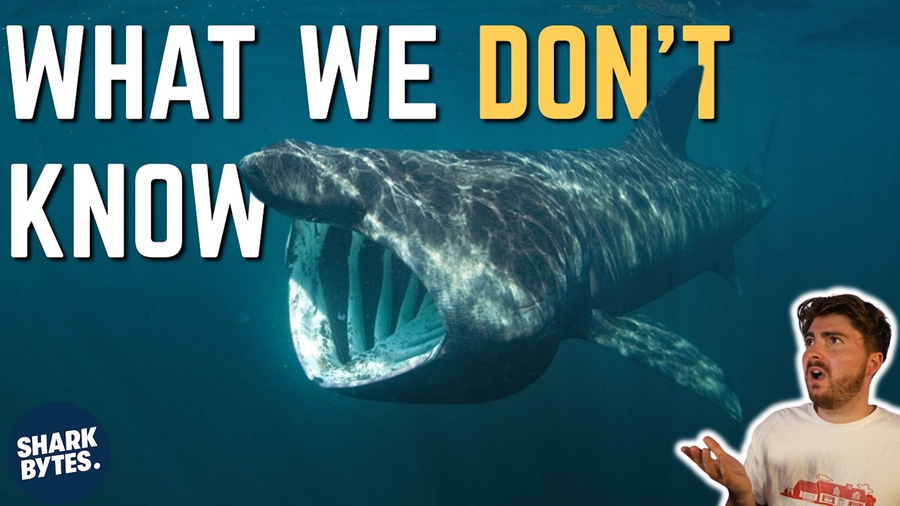 Basking Sharks: The Most MYSTERIOUS Big Fish - YouTube