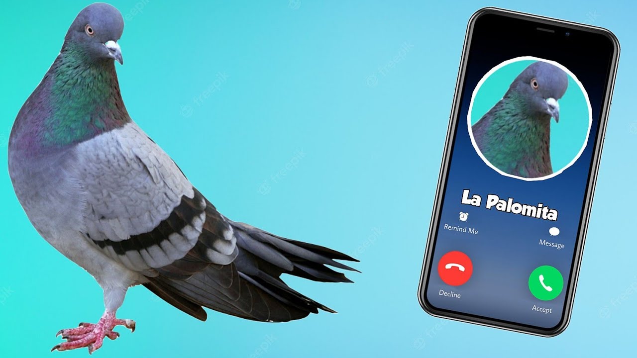 La Palomita Que Canta🐦🎤Llamadita☎️Para Que Tu Hijo Se Entrega Mucho😊 ...