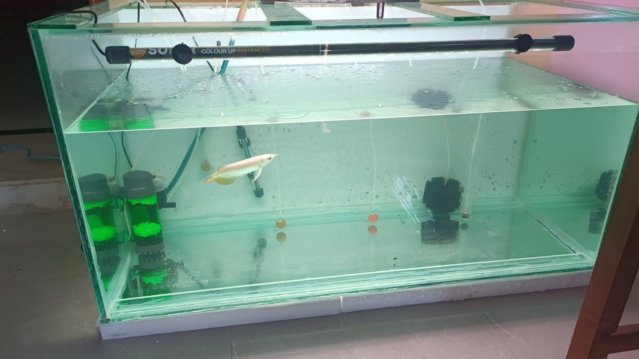 Super High Back Golden Arowana With Tanning Light 🔥 - YouTube