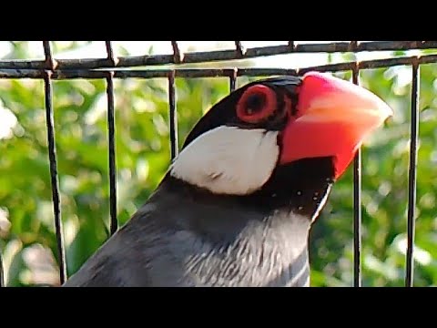 Java Sparrow Singing Glatik Belong - YouTube