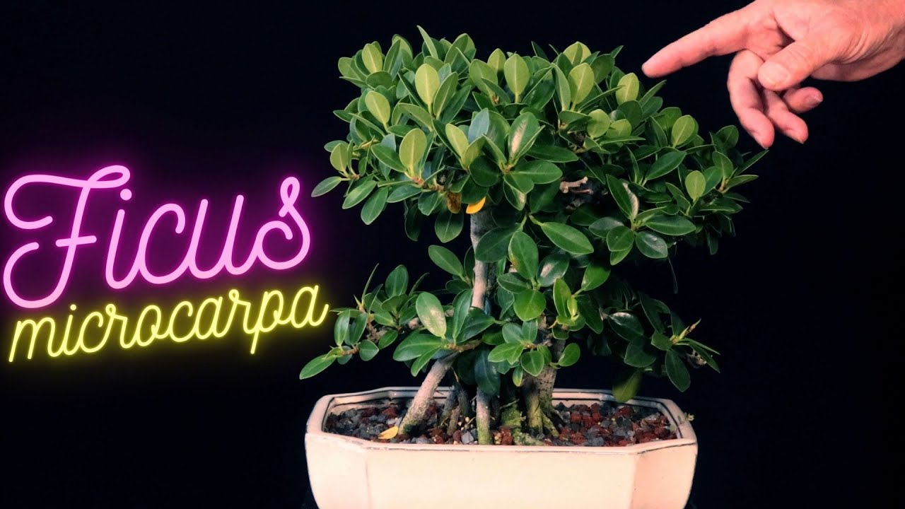Ficus Microcarpa the Small Clump - YouTube