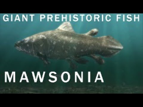 Mawsonia: The Giant Fish That Lived With The Dinosaurs - YouTube