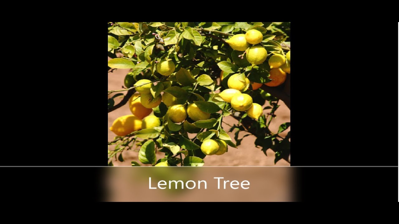 Lemon Tree Alto Saxophone Cover - YouTube