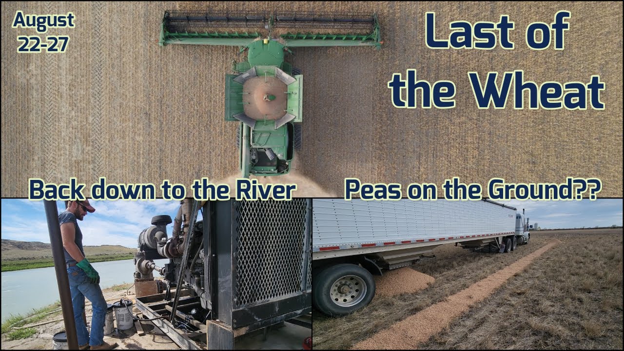 Harvesting Seed Wheat, Pivot maintenance and more! August 22-27th ...