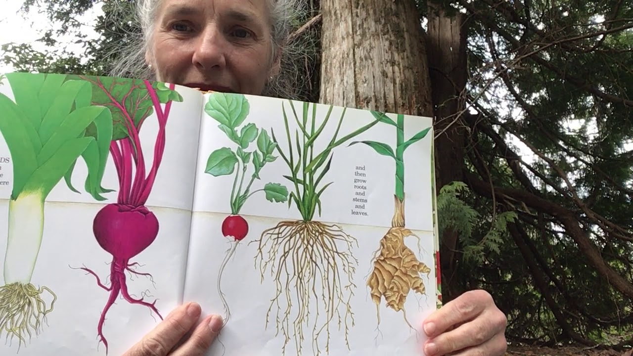 The Reason for a Flower; Written and Illustrated by Ruth Heller; 1983 ...