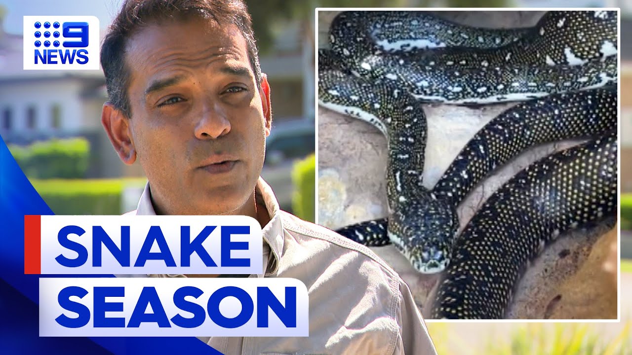 Snake season starts early | 9 News Australia - YouTube
