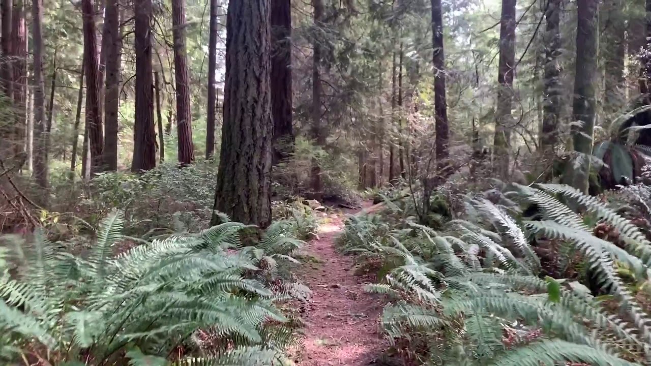 Point Defiance Park Virtual Walk to the Tallest Tree - YouTube