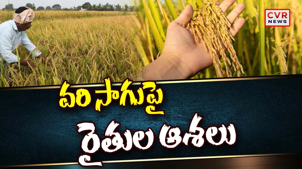 వరి సాగుపై రైతుల ఆశలు | Raithe Raraju | CVR News - YouTube